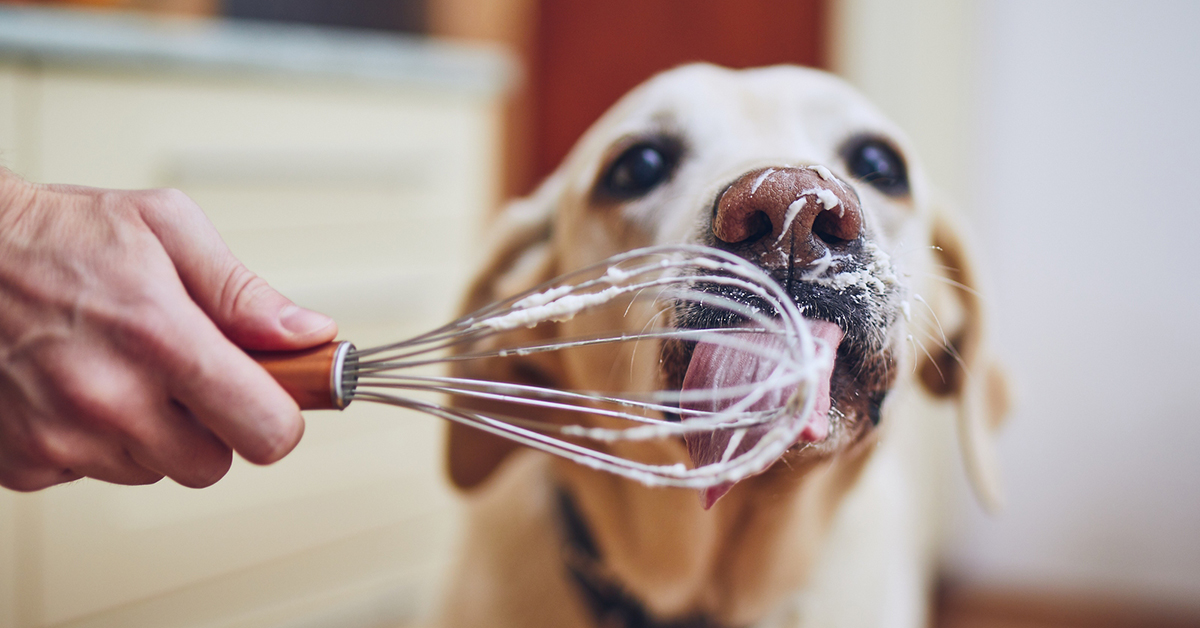 4 Perfect Meals You Can Share with Your Dog | Hillrose Pet Resort
